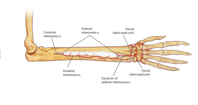 Posterior Division of Anterior Interosseous Artery and Posterior Interosseous Artery Anatomy ...